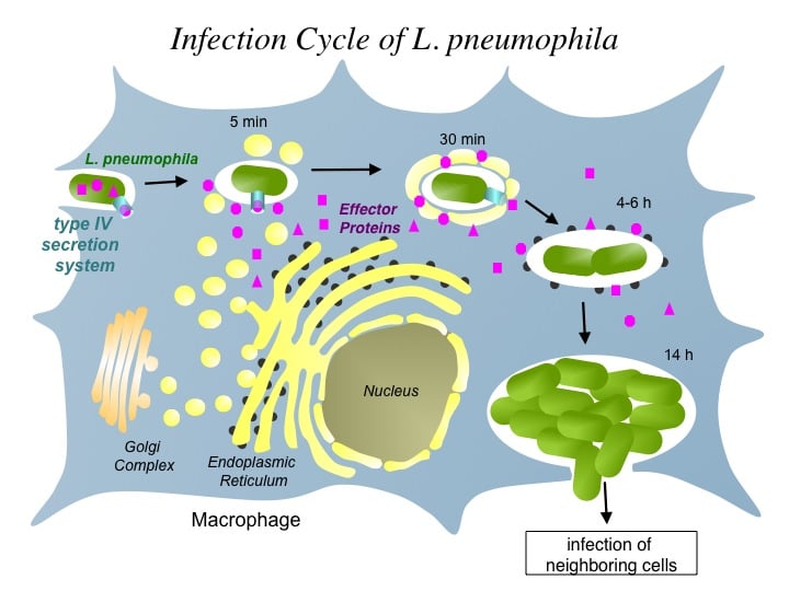 Legionella Testing, Control, & Outbreak Prevention Services
